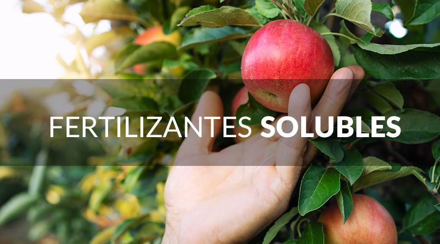 Productos – Sollem